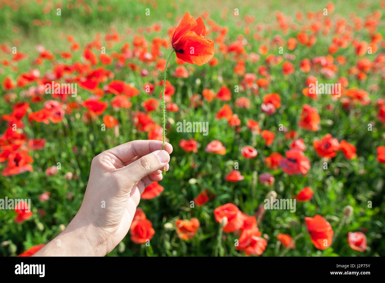 Hand holding poppy hi-res stock photography and images - Alamy
