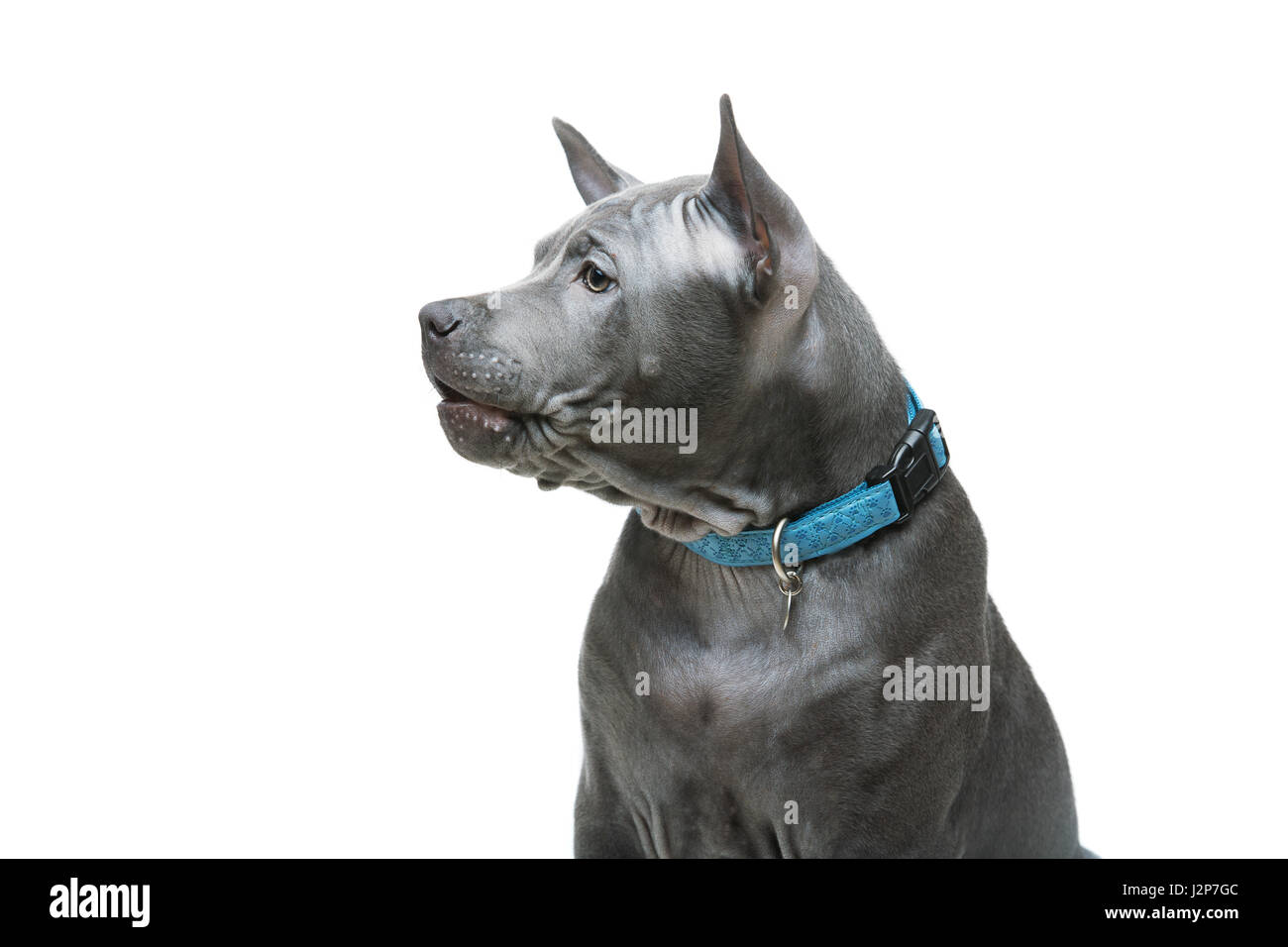 Beautiful blue thai ridgeback 3 months old puppy isolated on white ...