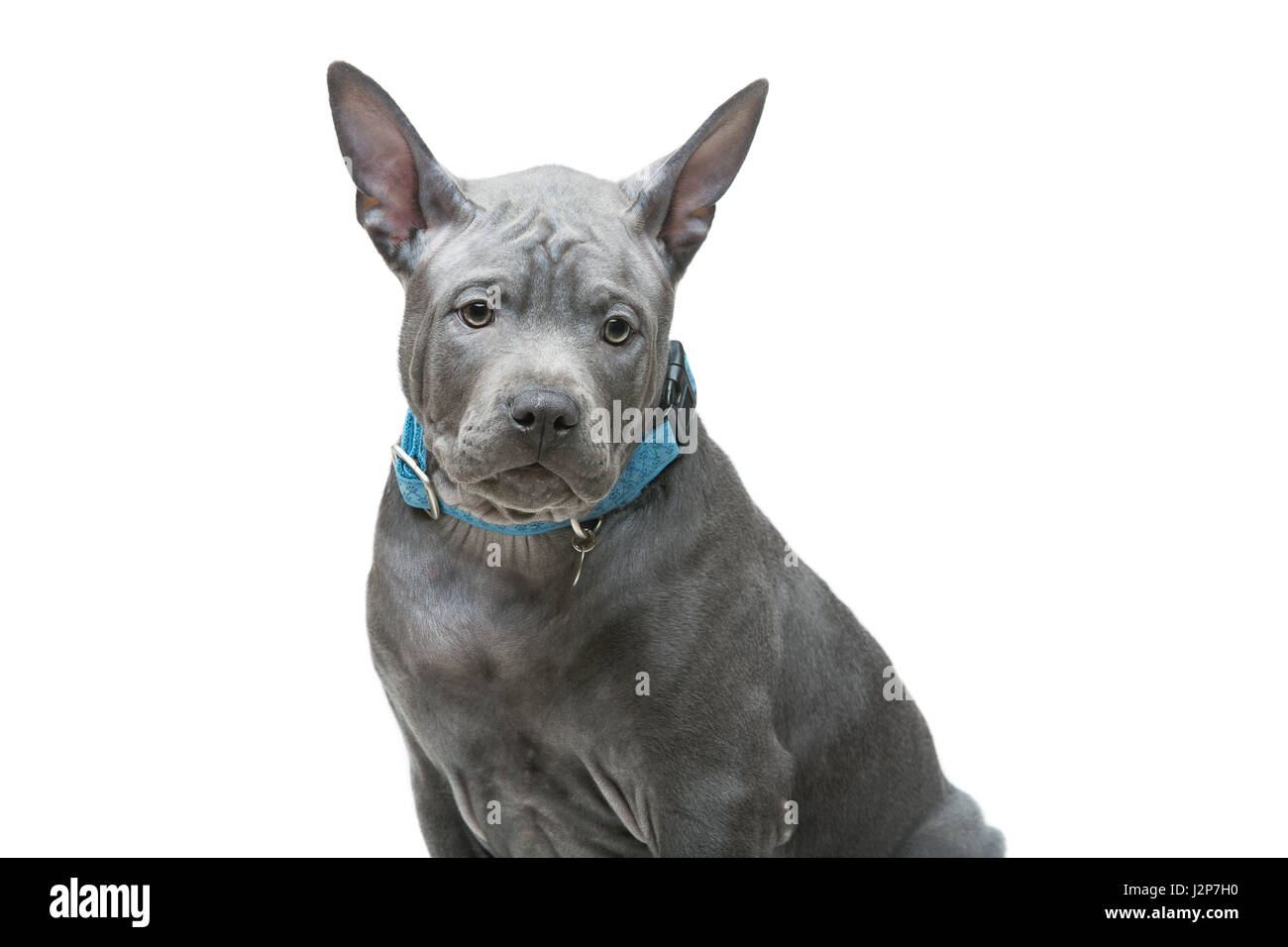 Beautiful blue thai ridgeback 3 months old puppy isolated on white ...