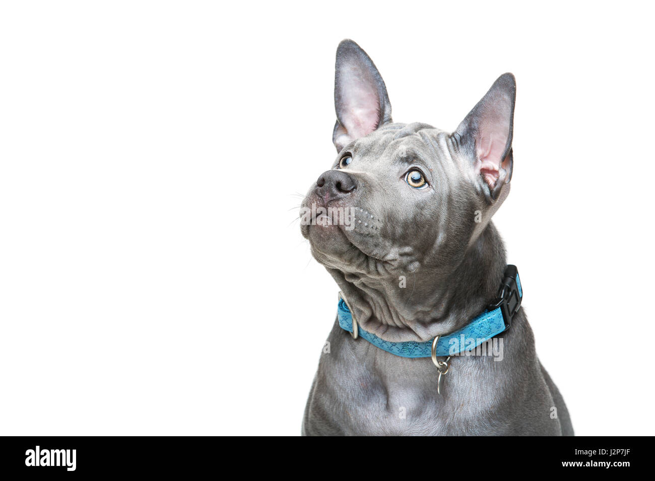 Beautiful blue thai ridgeback 3 months old puppy isolated on white ...