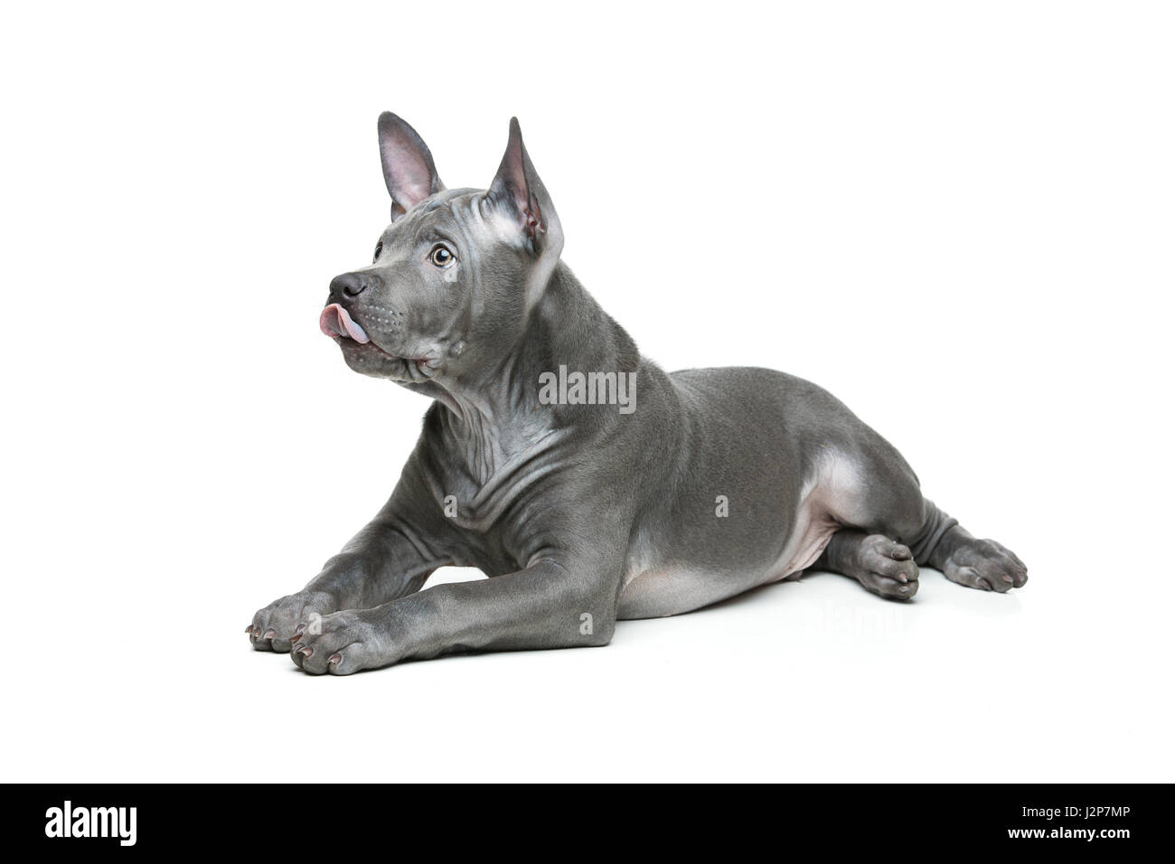 Beautiful blue thai ridgeback 3 months old puppy isolated on white ...