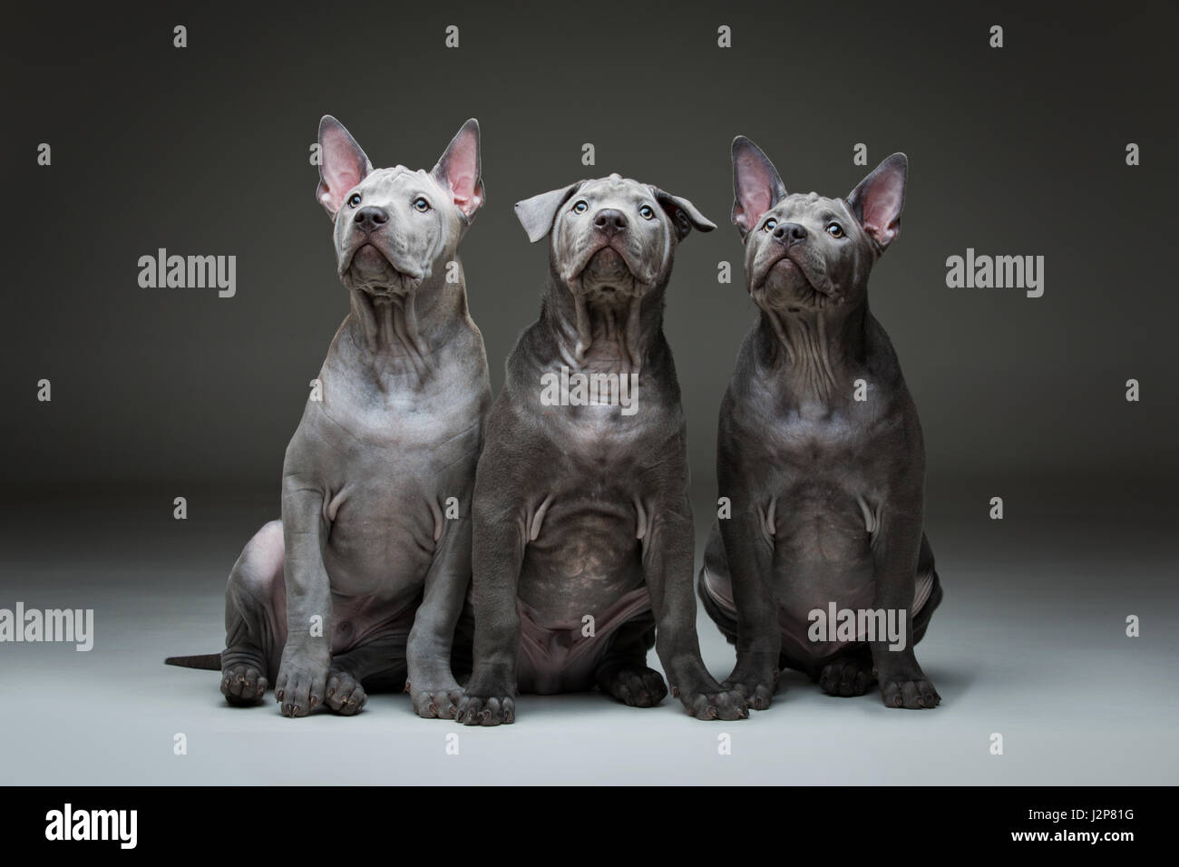 Three beautiful blue thai ridgeback 3 months old puppy over grey ...