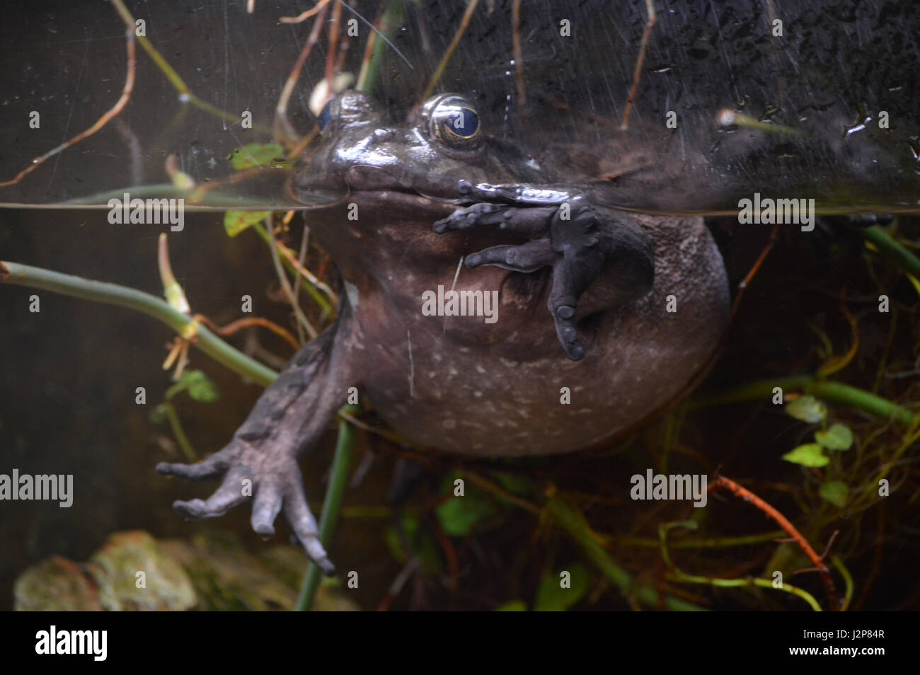 Toad face hi-res stock photography and images - Alamy