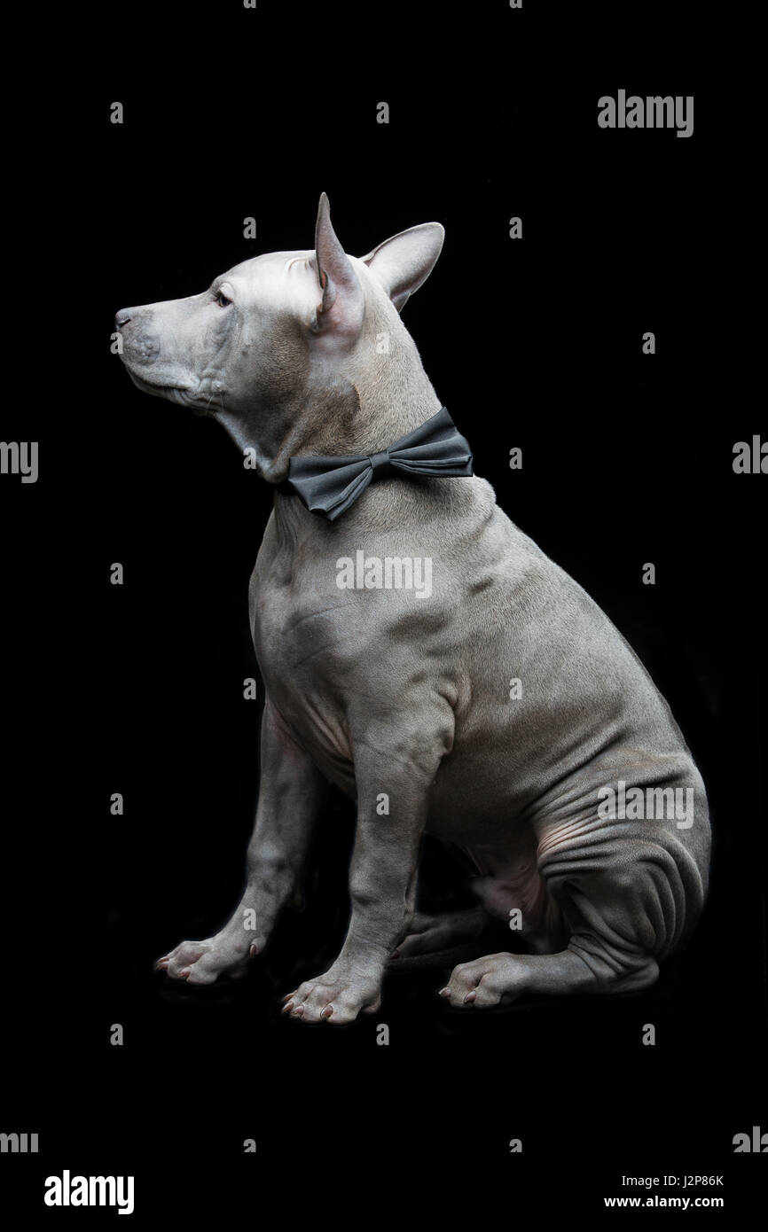 Beautiful blue thai ridgeback 3 months old puppy with bow tie over ...