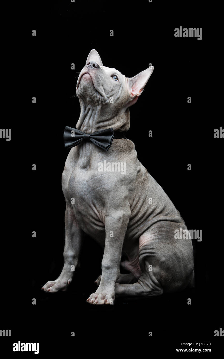 Beautiful blue thai ridgeback 3 months old puppy with bow tie over ...