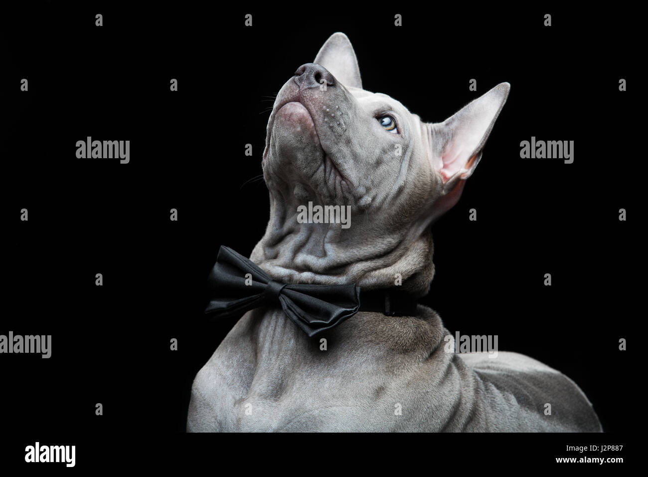 Beautiful blue thai ridgeback 3 months old puppy with bow tie over ...