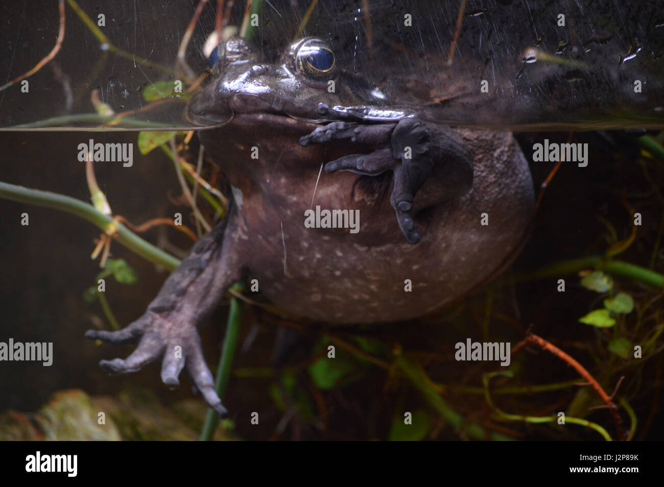 Toad face hi-res stock photography and images - Alamy