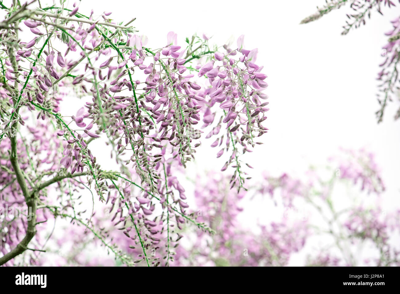Wisteria plant hi-res stock photography and images - Alamy