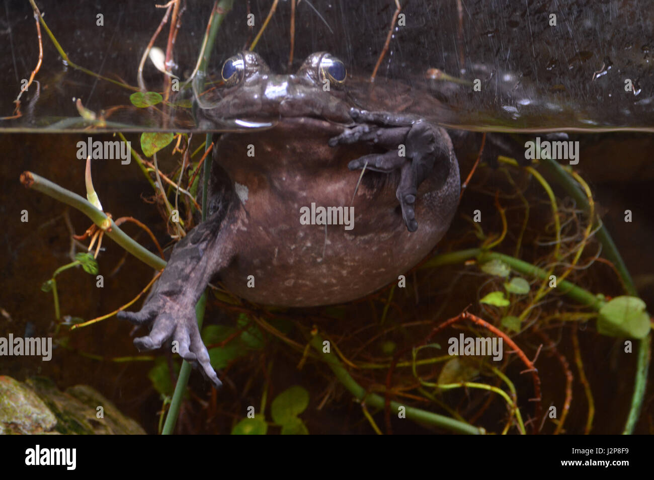 Toad face hi-res stock photography and images - Alamy