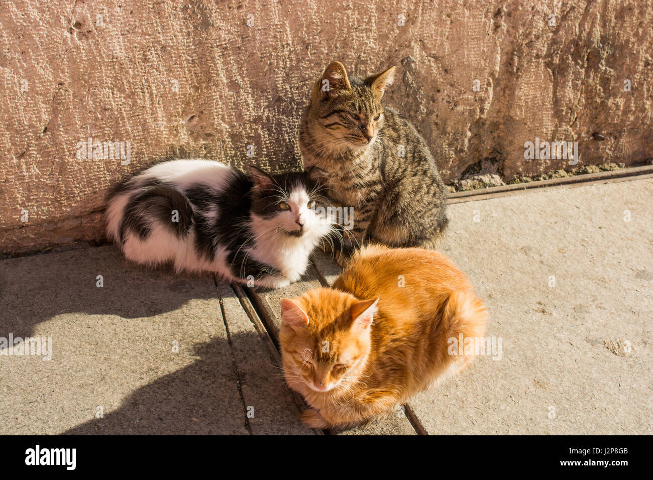 Portrait of a homeless street cats in the street Stock Photo - Alamy