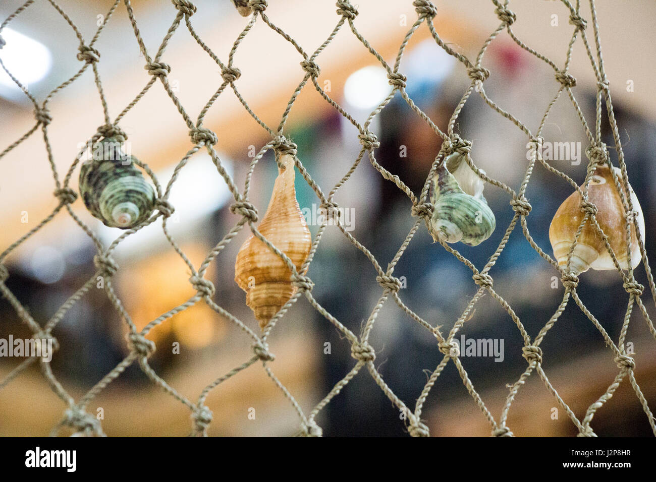 Various types of little seashells attached on the net Stock Photo - Alamy