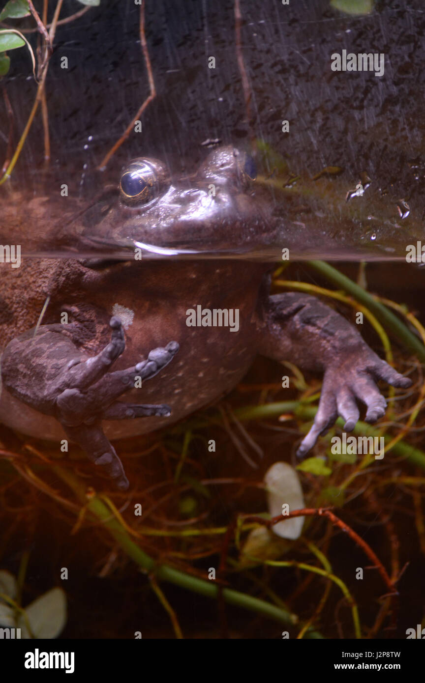 Toad feet hi-res stock photography and images - Alamy