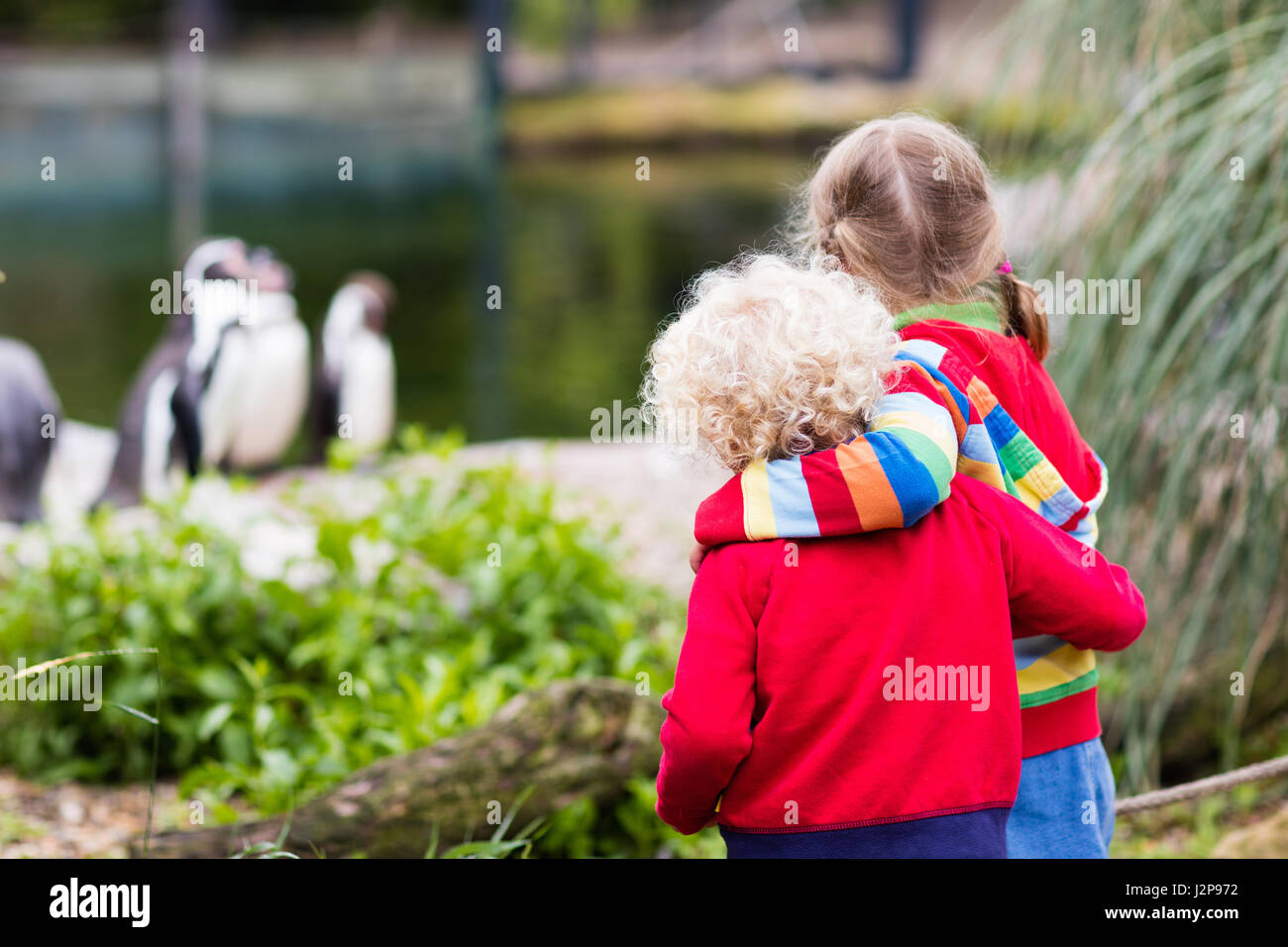 Kids watch animals and birds at the zoo. Children watching wild life at ...