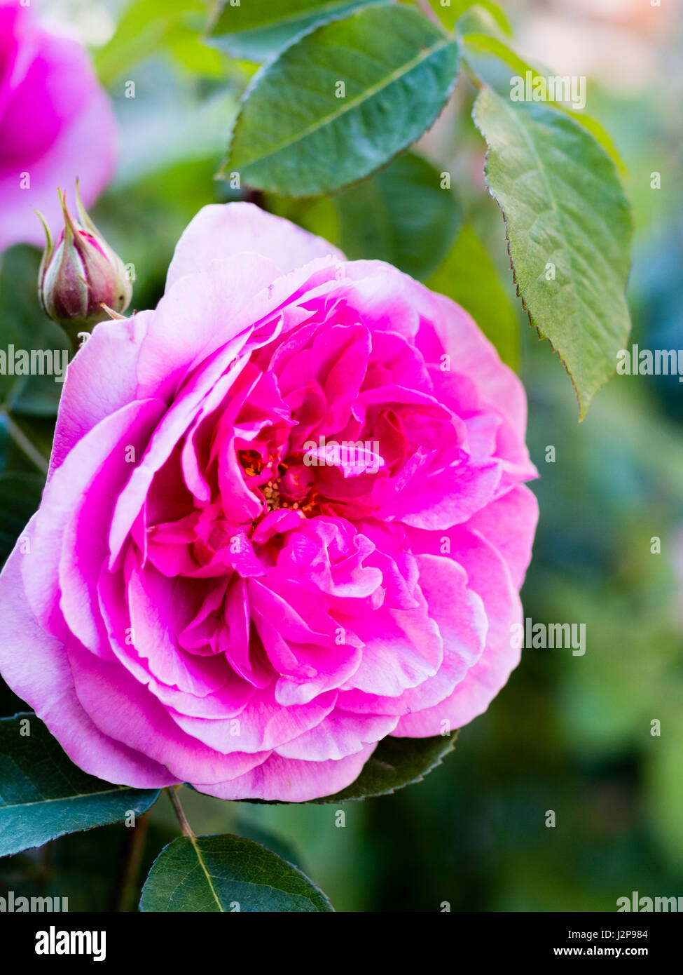 Botanic Invasions event - street flower and plants open market ...