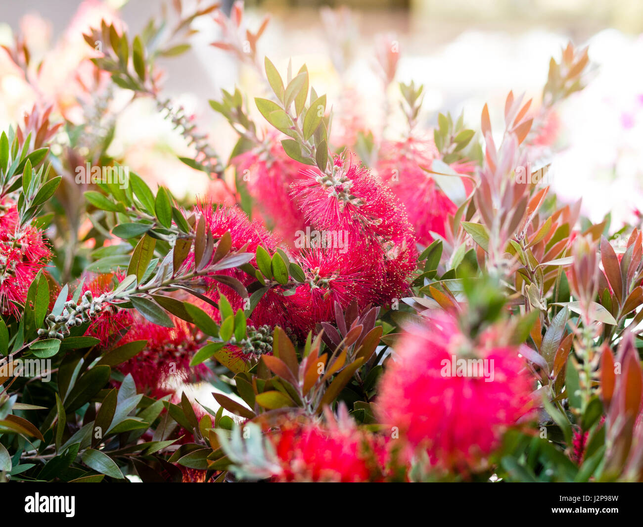 Botanic Invasions event - street flower and plants open market ...