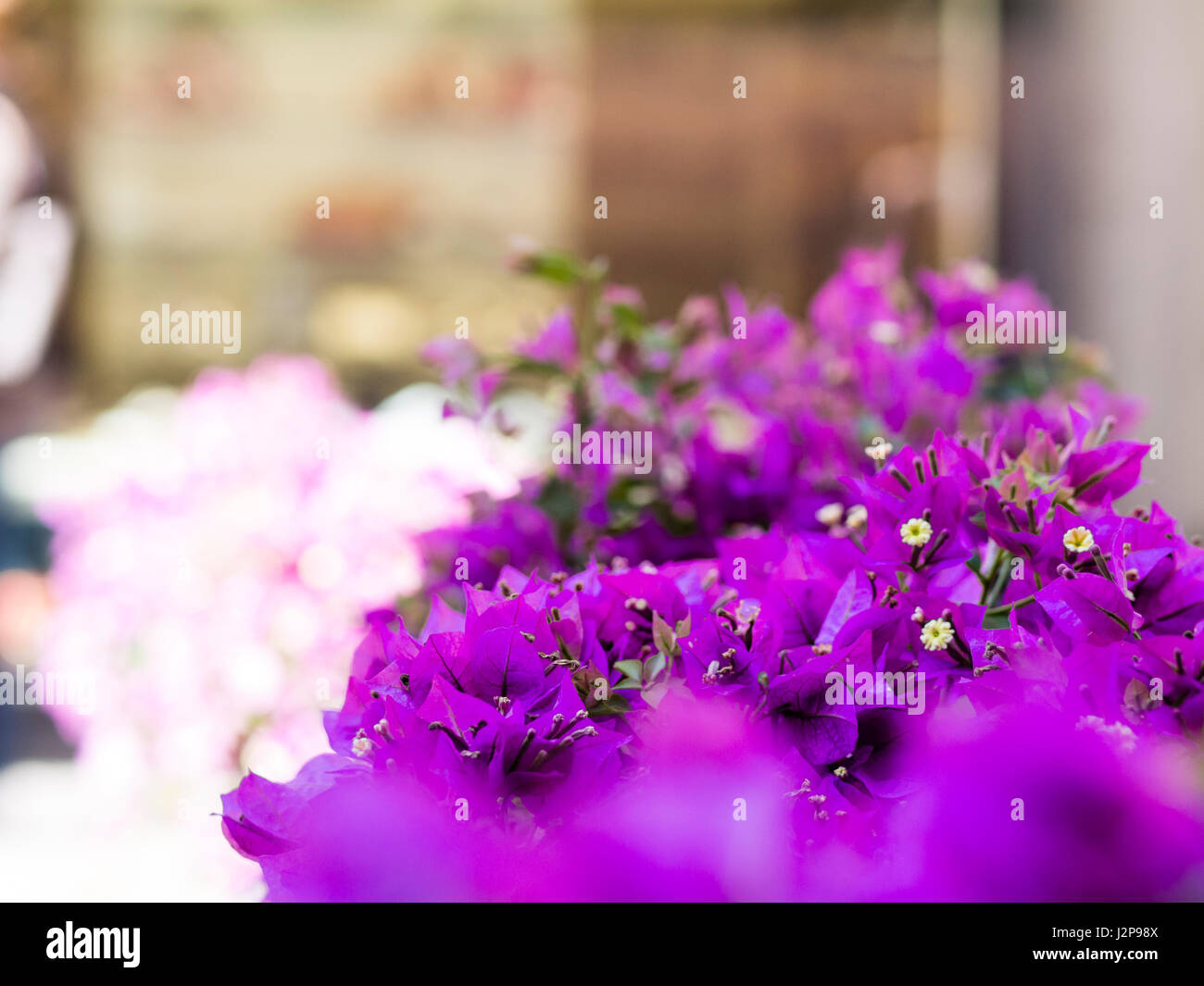 Botanic Invasions event - street flower and plants open market ...