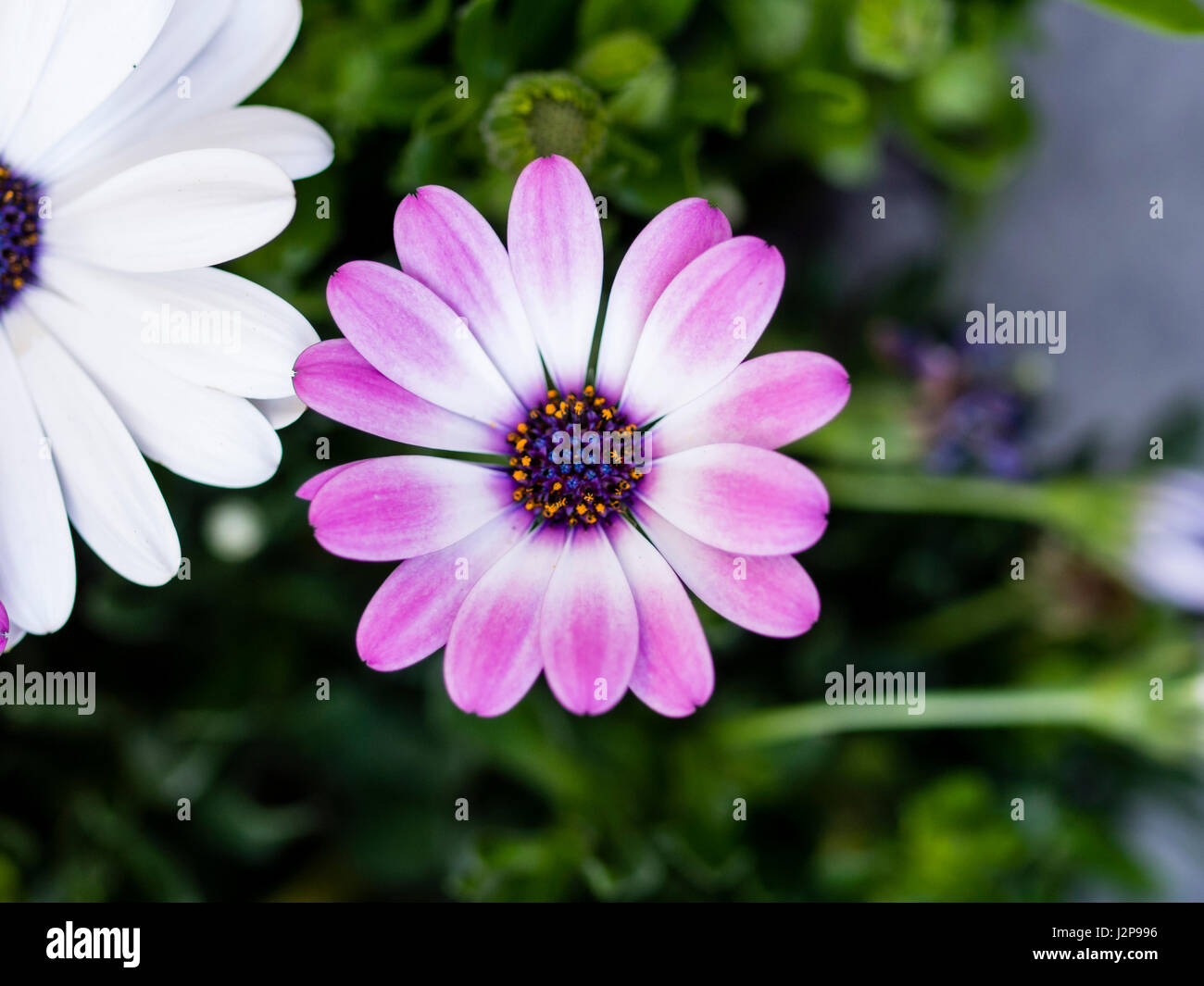 Botanic Invasions event - street flower and plants open market ...