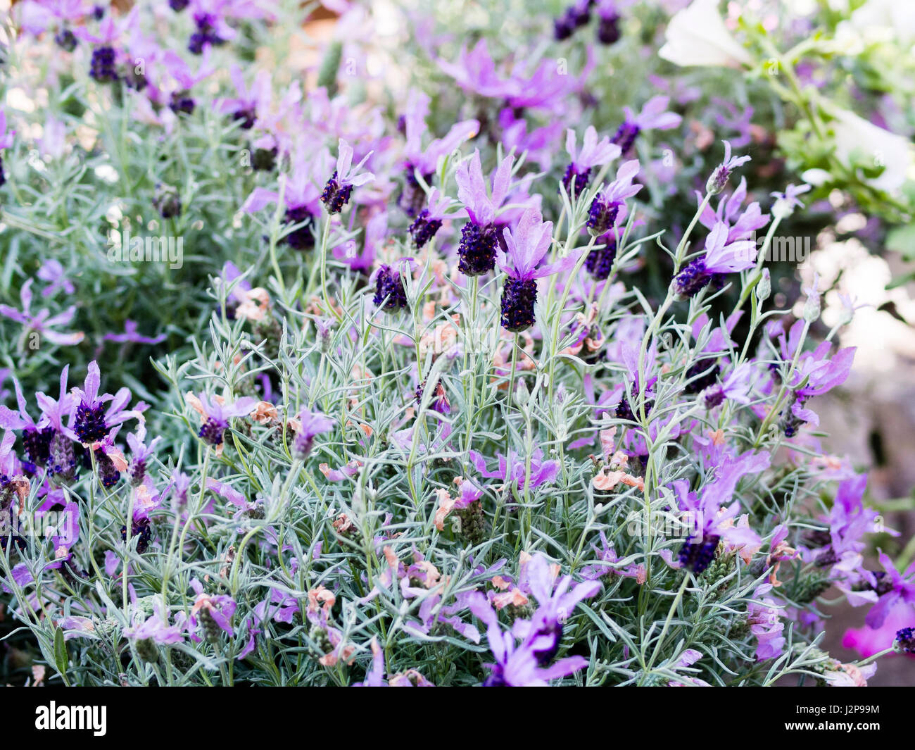 Botanic Invasions event - street flower and plants open market ...