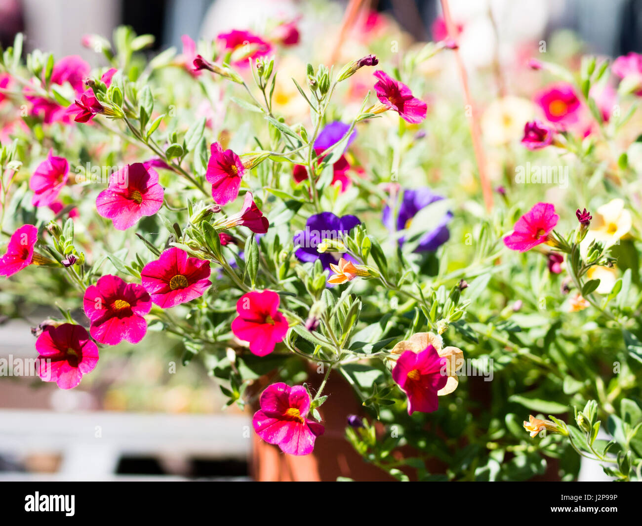 Botanic Invasions event - street flower and plants open market ...