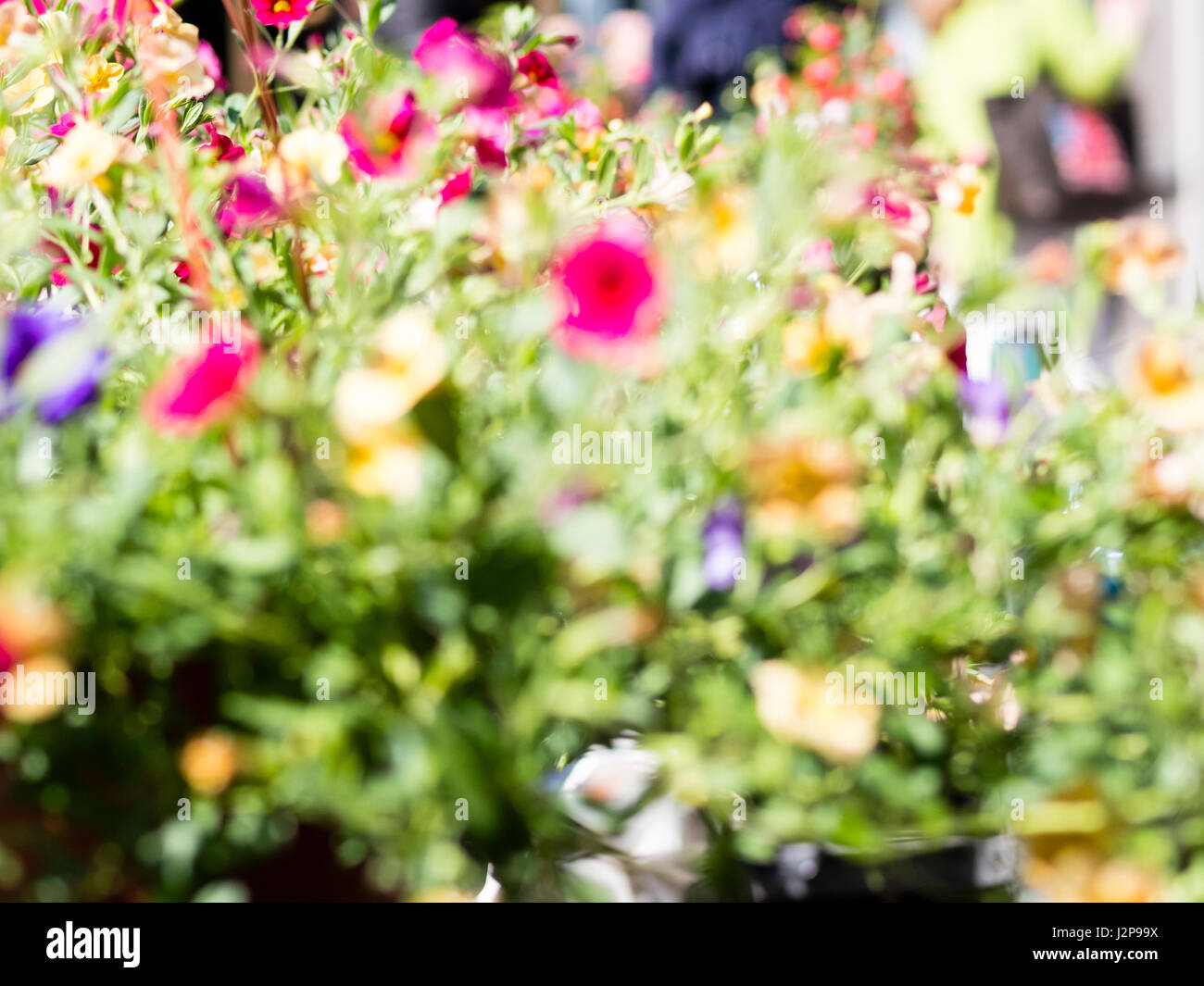 Botanic Invasions event - street flower and plants open market ...
