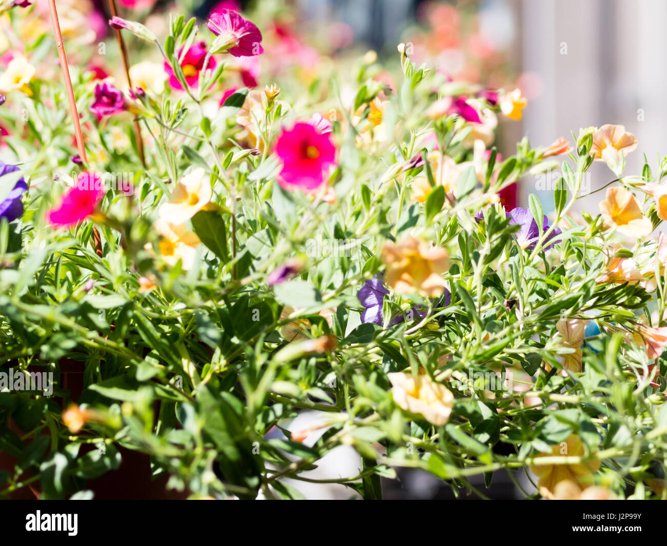 Botanic Invasions event - street flower and plants open market ...