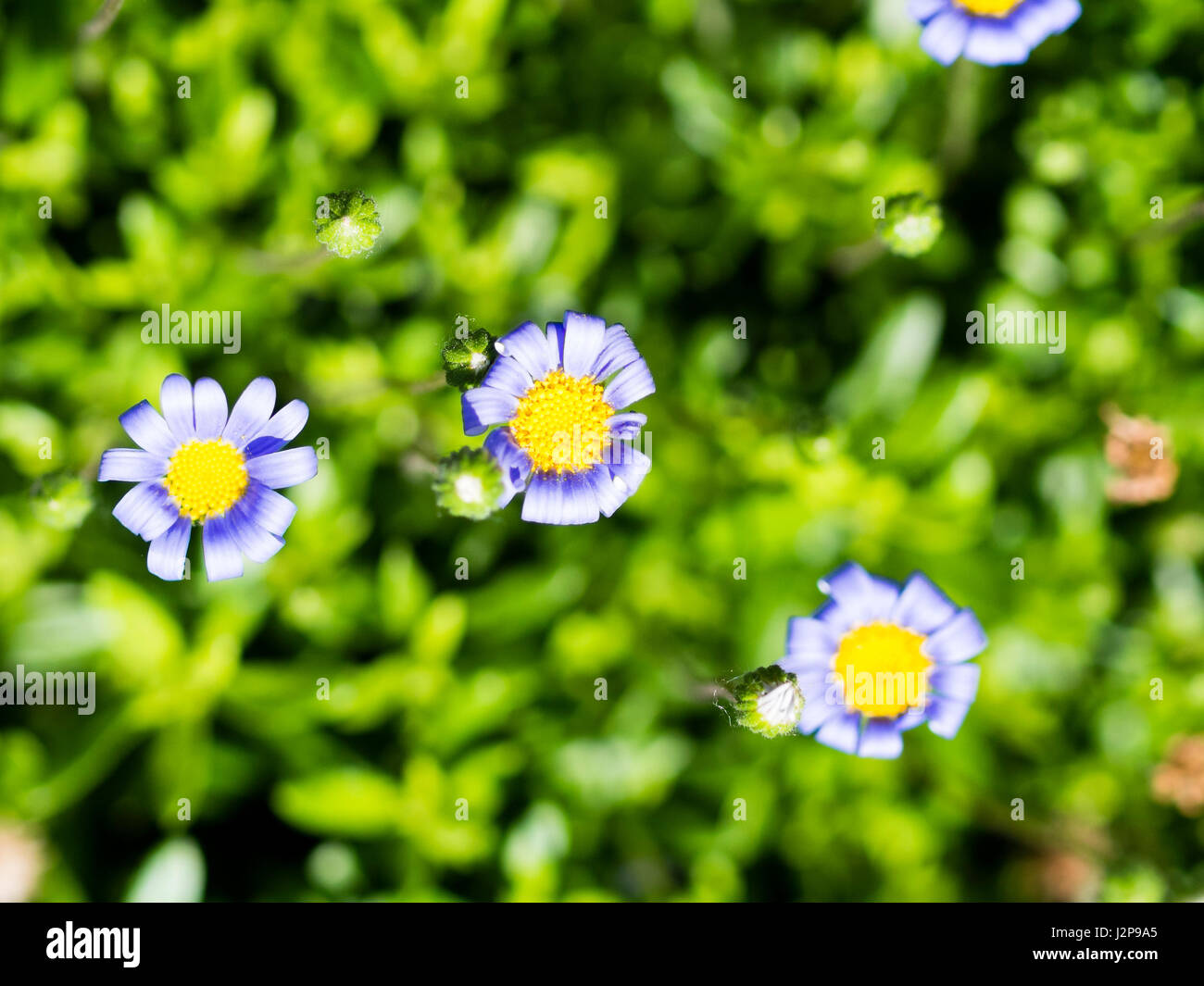 Botanic Invasions event - street flower and plants open market ...