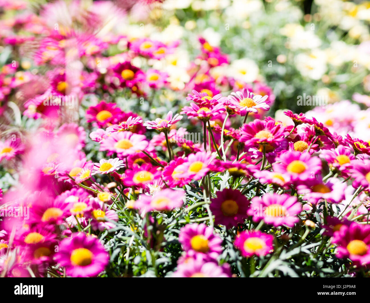 Botanic Invasions event - street flower and plants open market ...