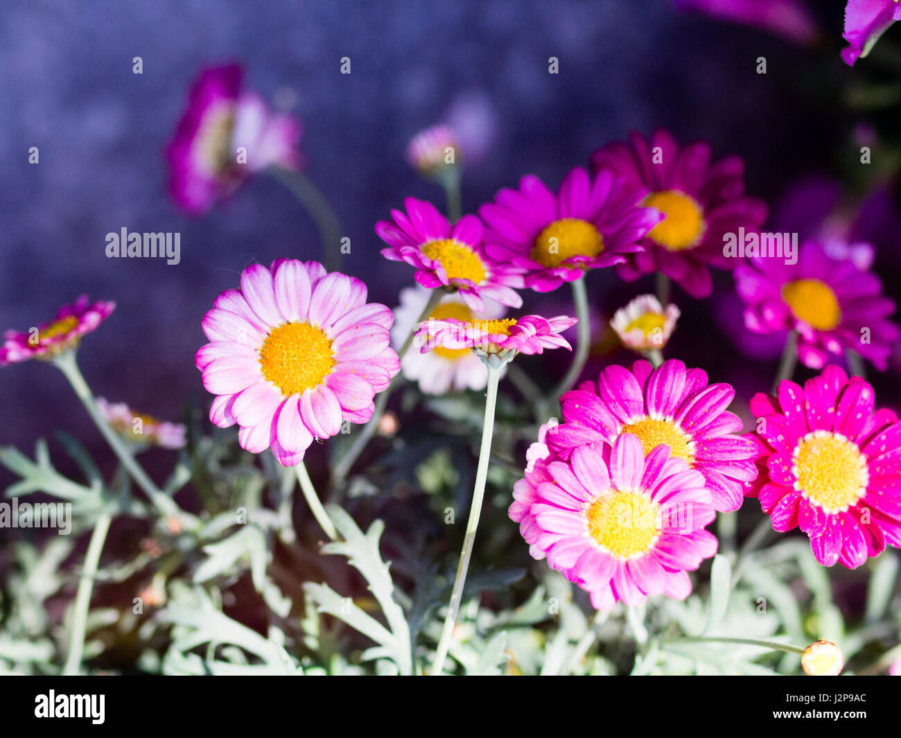 Botanic Invasions event - street flower and plants open market ...