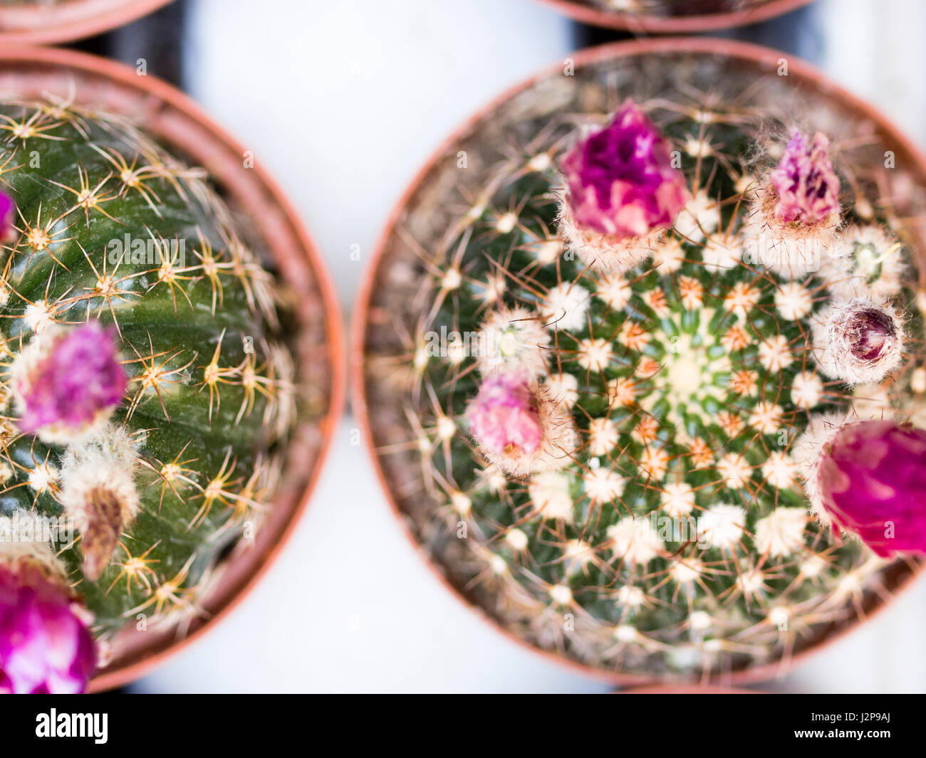 Botanic Invasions event - street flower and plants open market ...