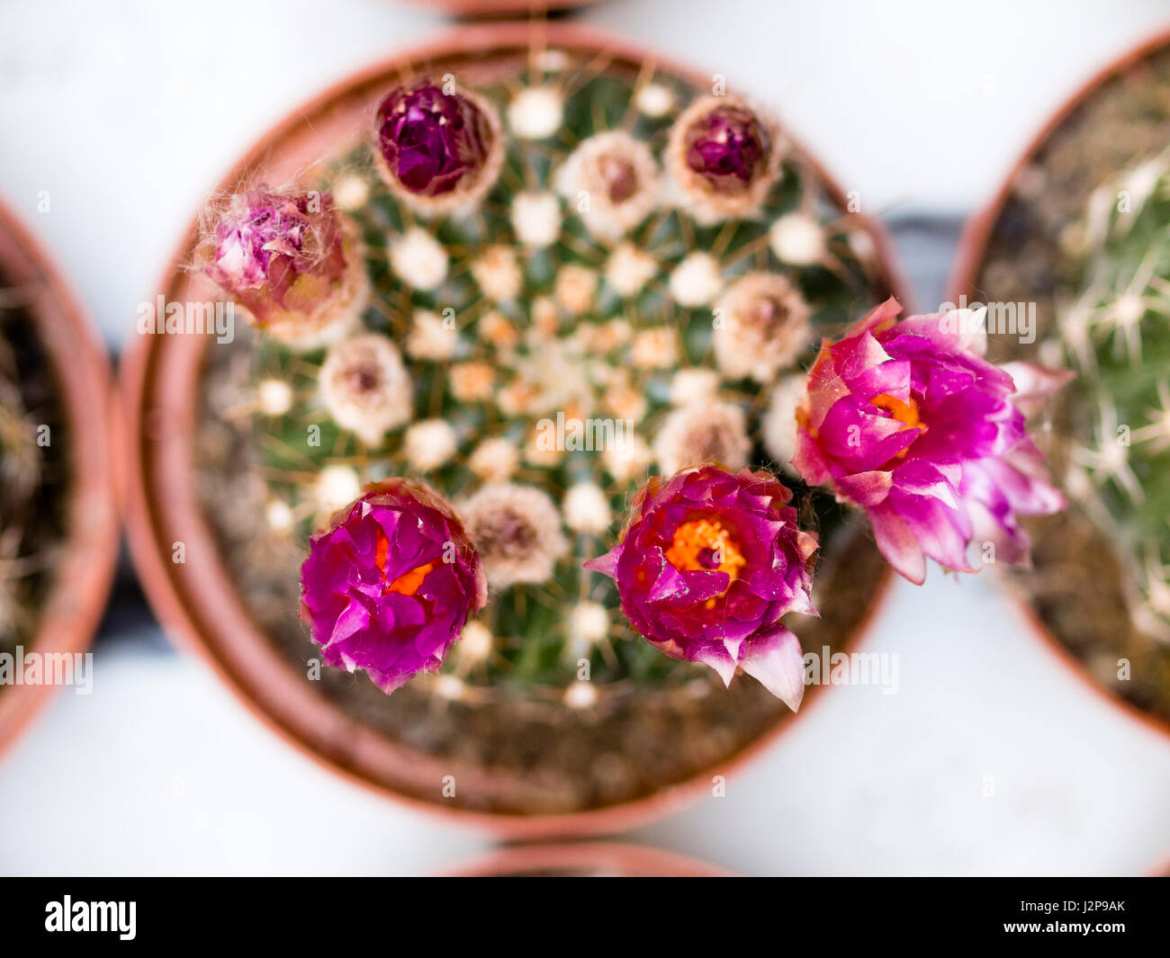 Botanic Invasions event - street flower and plants open market ...