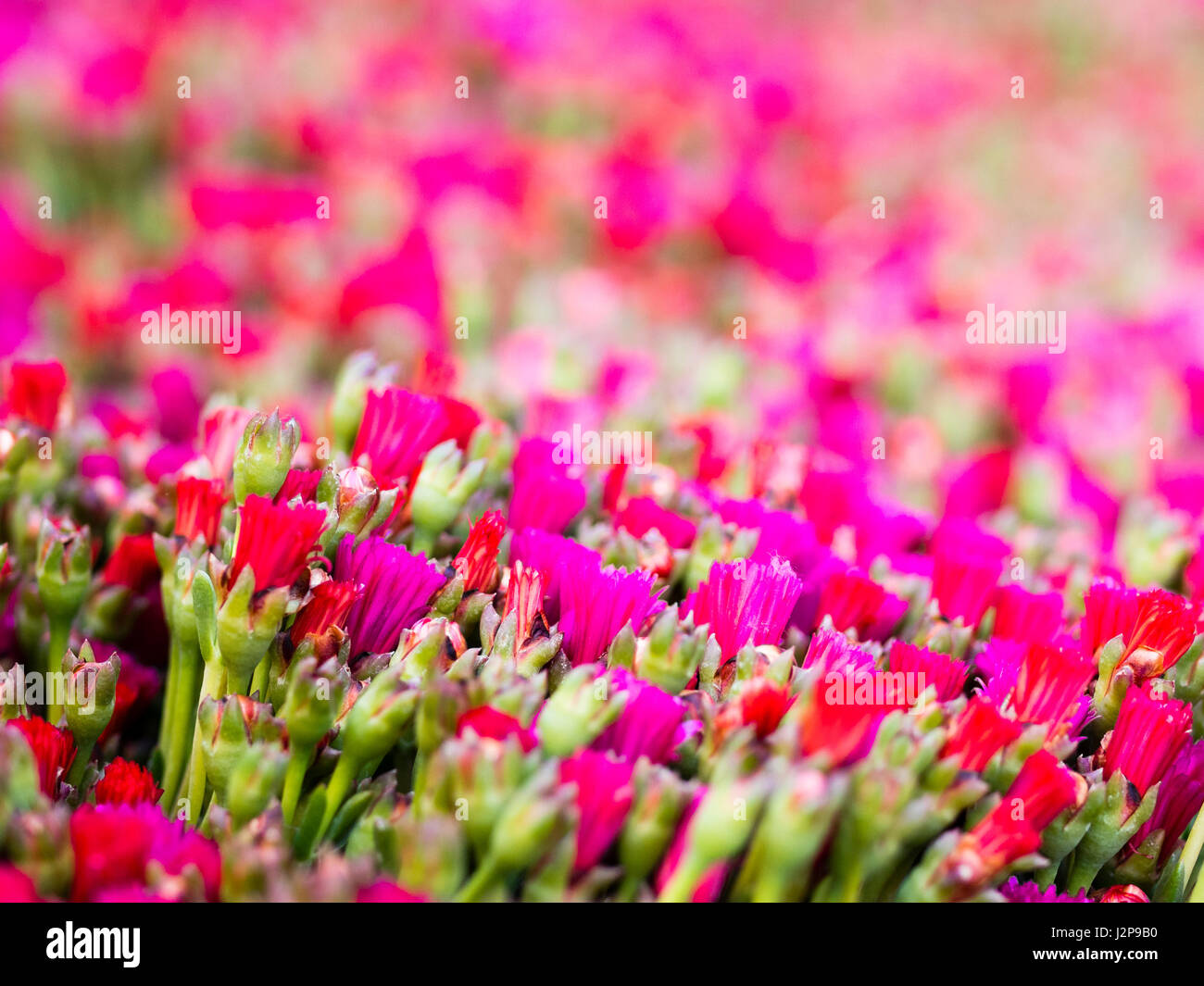 Botanic Invasions event - street flower and plants open market ...