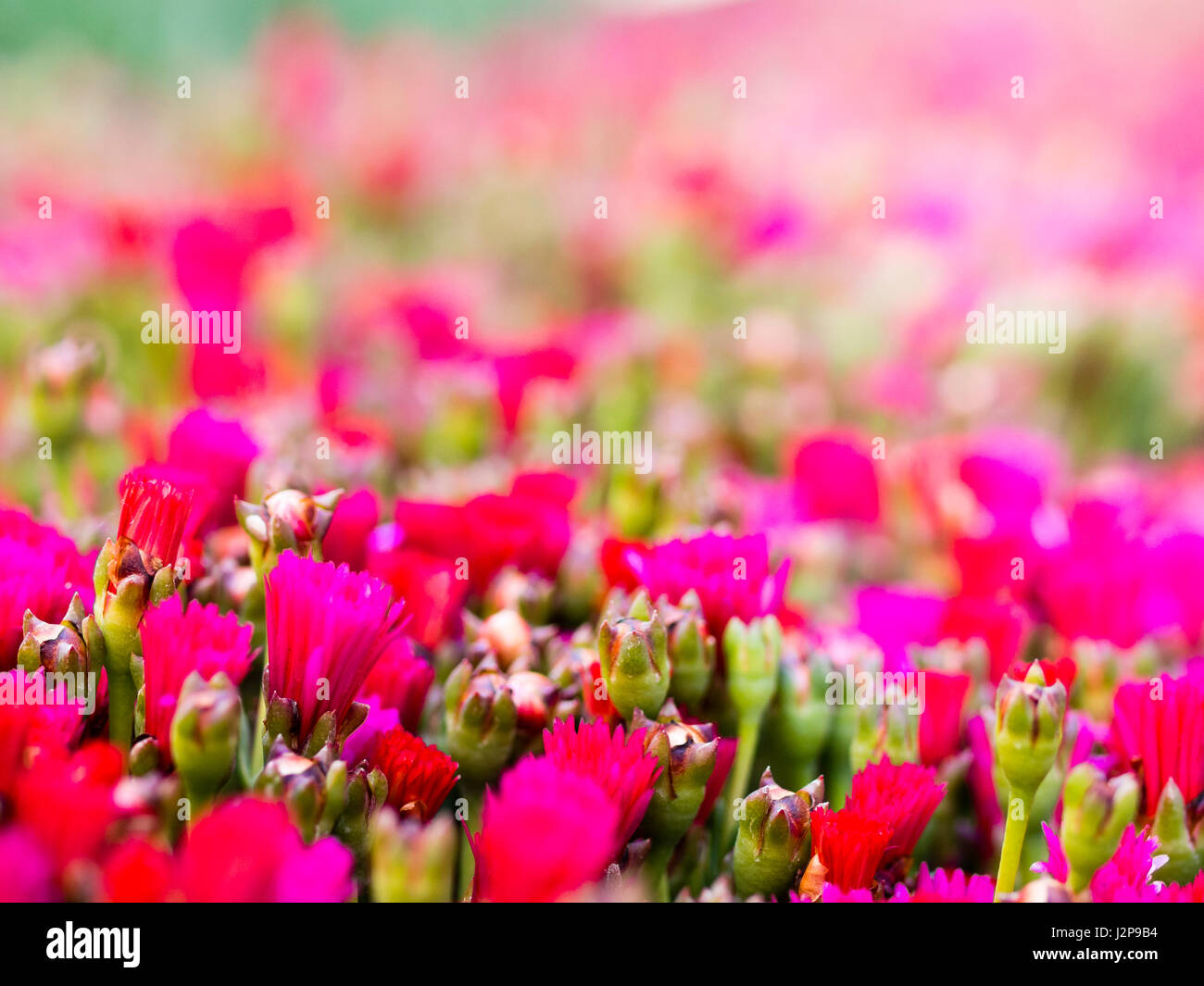 Botanic Invasions event - street flower and plants open market ...