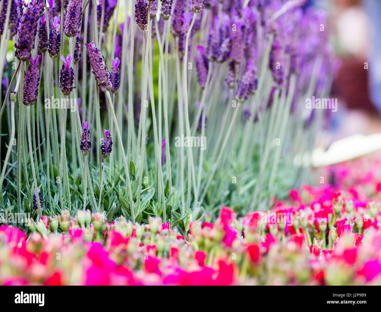 Botanic Invasions event - street flower and plants open market ...