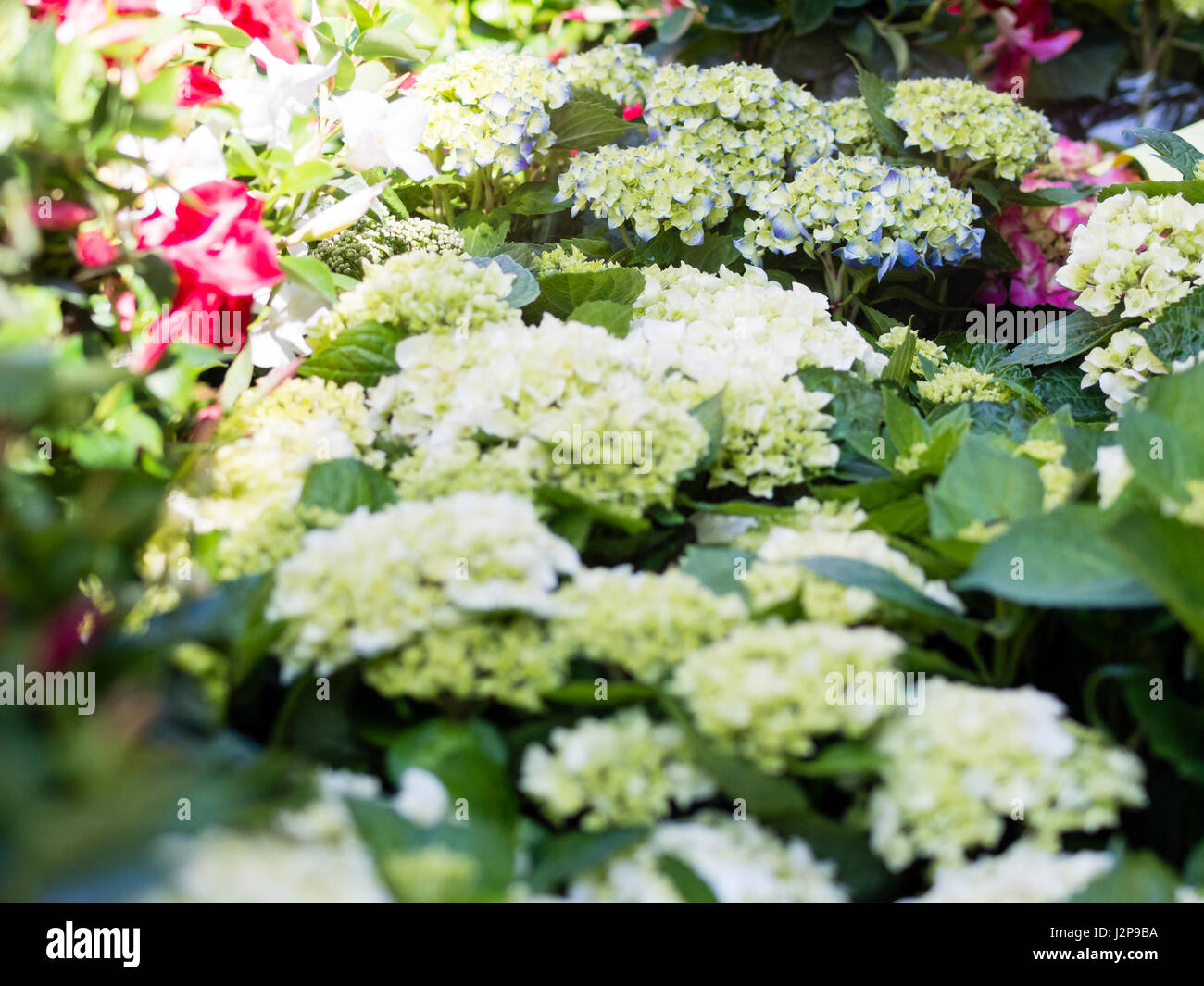 Botanic Invasions event - street flower and plants open market ...