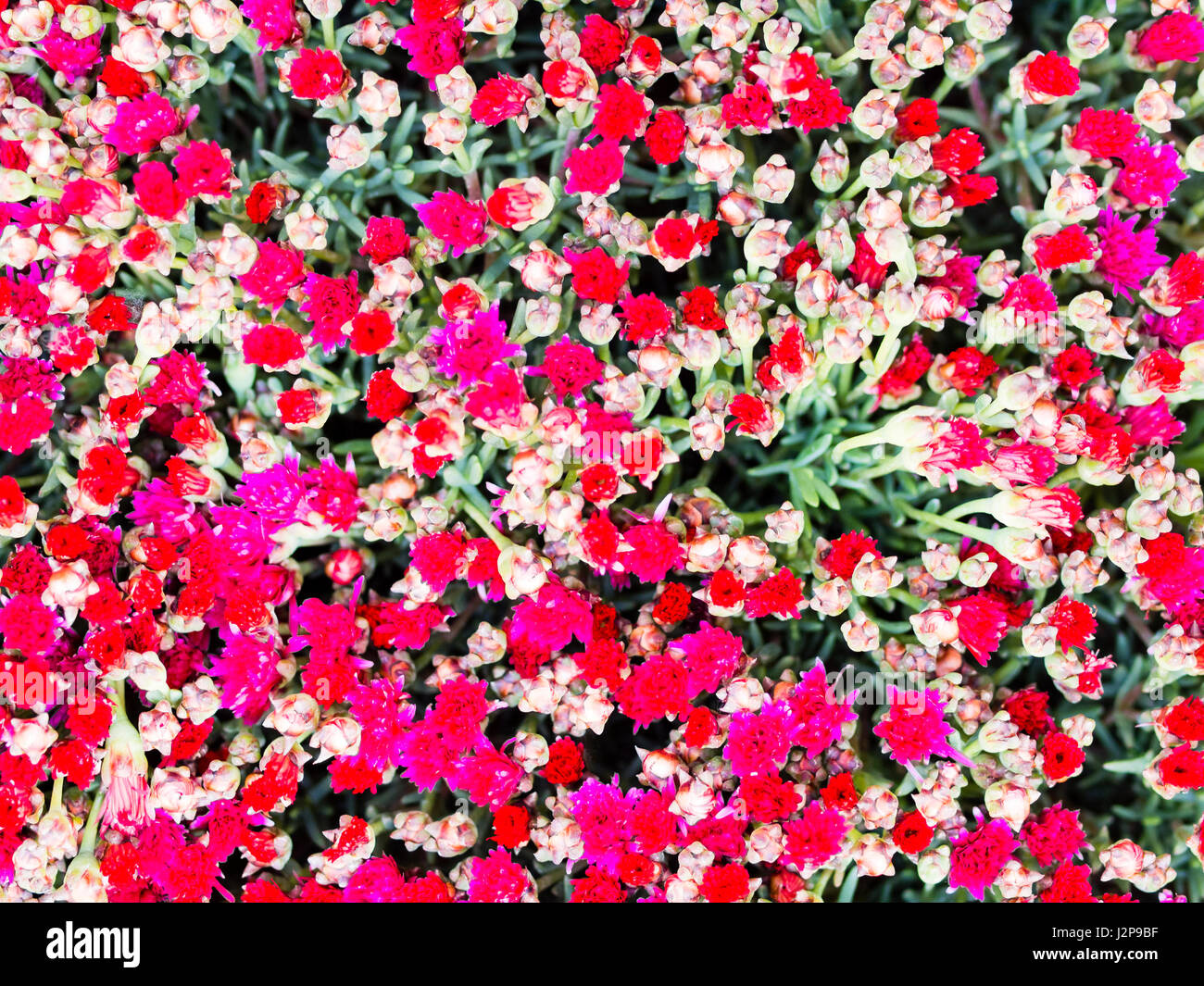 Botanic Invasions event - street flower and plants open market ...