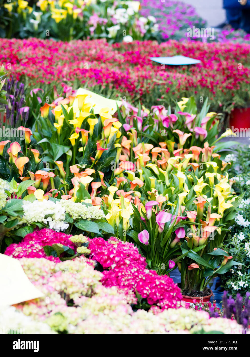 Botanic Invasions event - street flower and plants open market ...