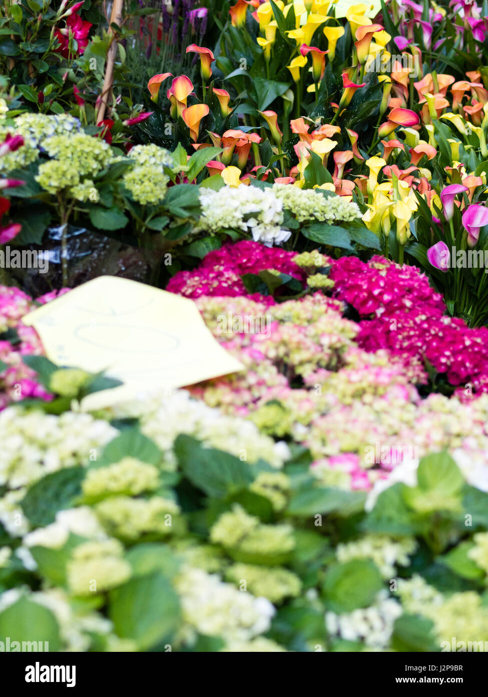 Botanic Invasions event - street flower and plants open market ...