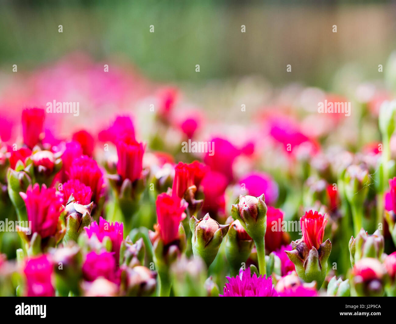 Botanic Invasions event - street flower and plants open market ...