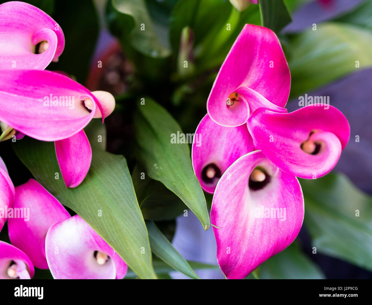 Botanic Invasions event - street flower and plants open market ...