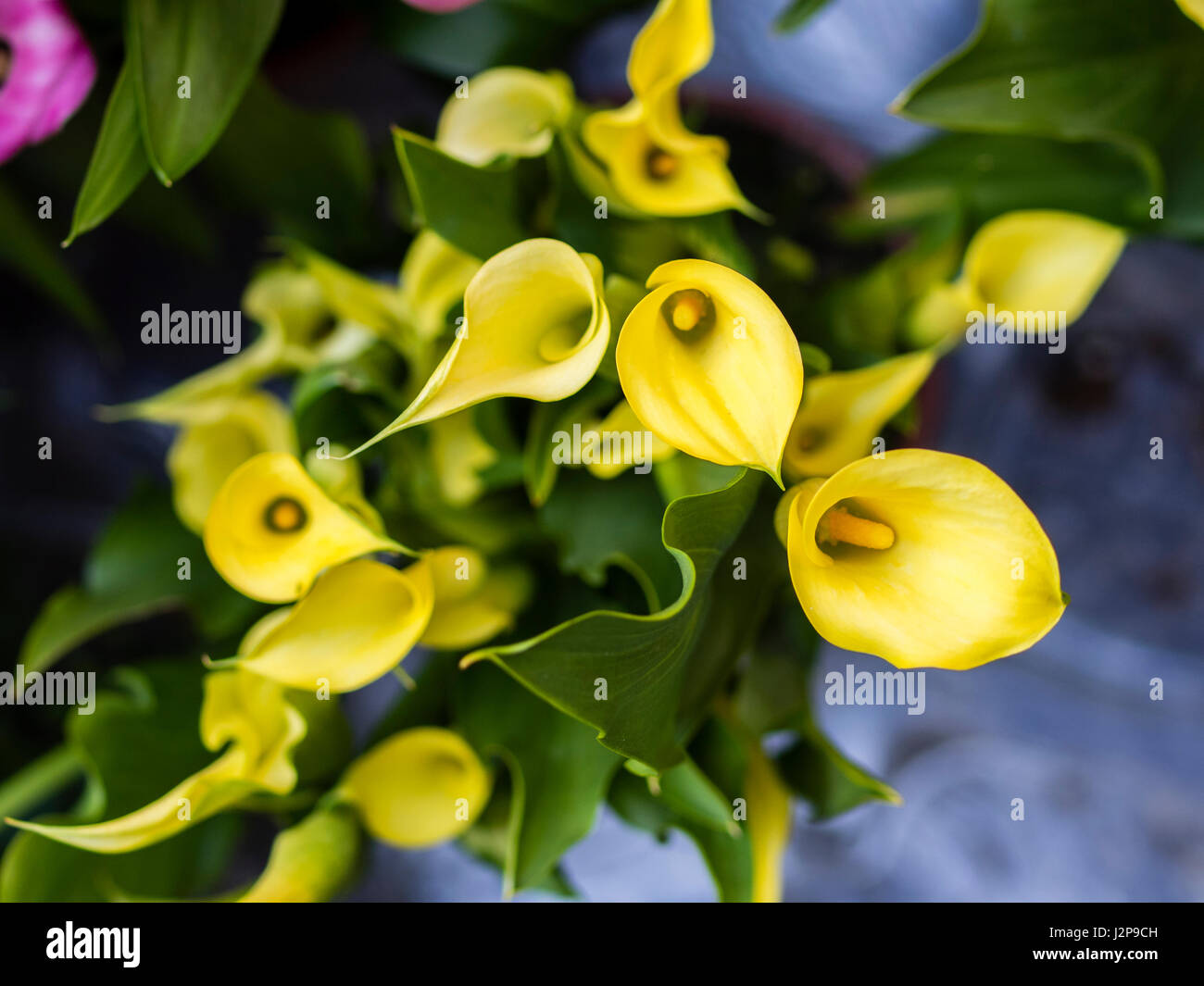Botanic Invasions event - street flower and plants open market ...