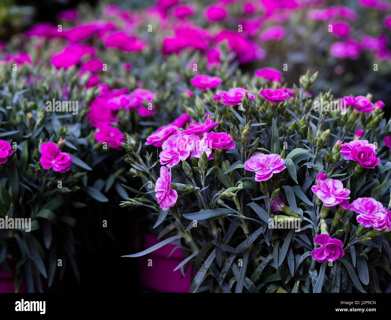 Botanic Invasions event - street flower and plants open market ...