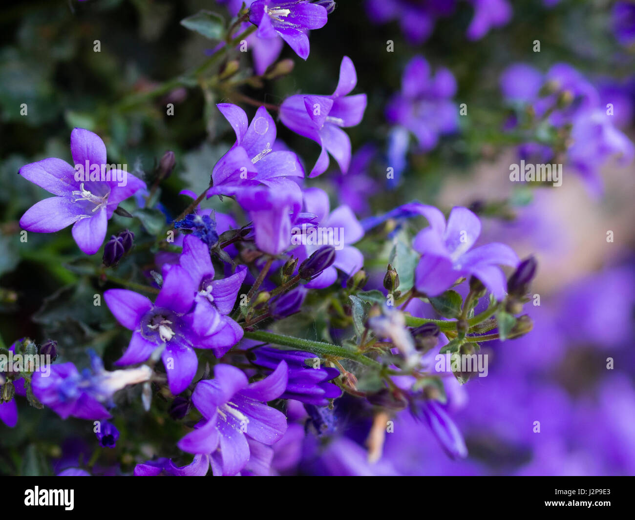 Botanic Invasions event - street flower and plants open market ...
