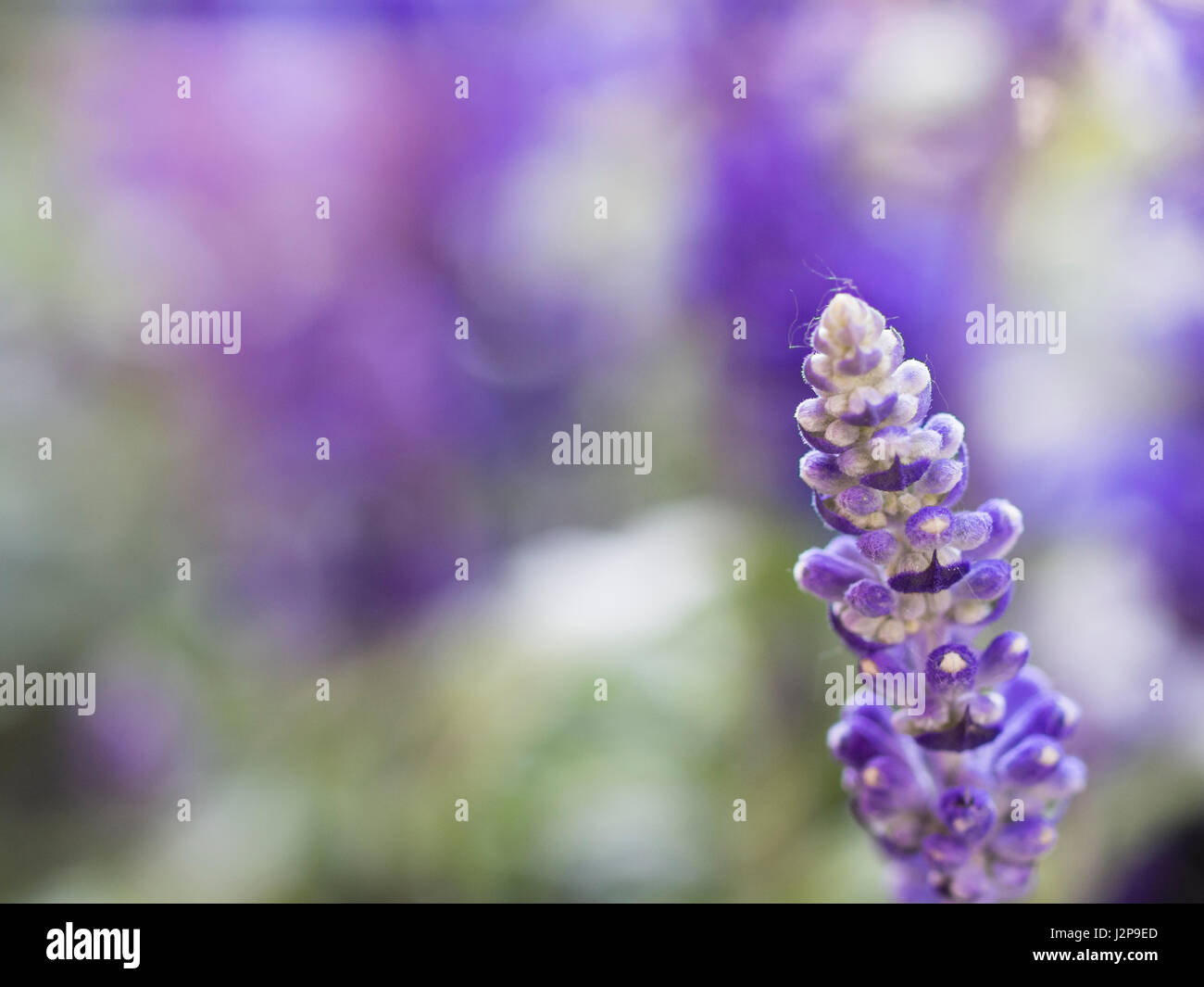 Botanic Invasions event - street flower and plants open market ...