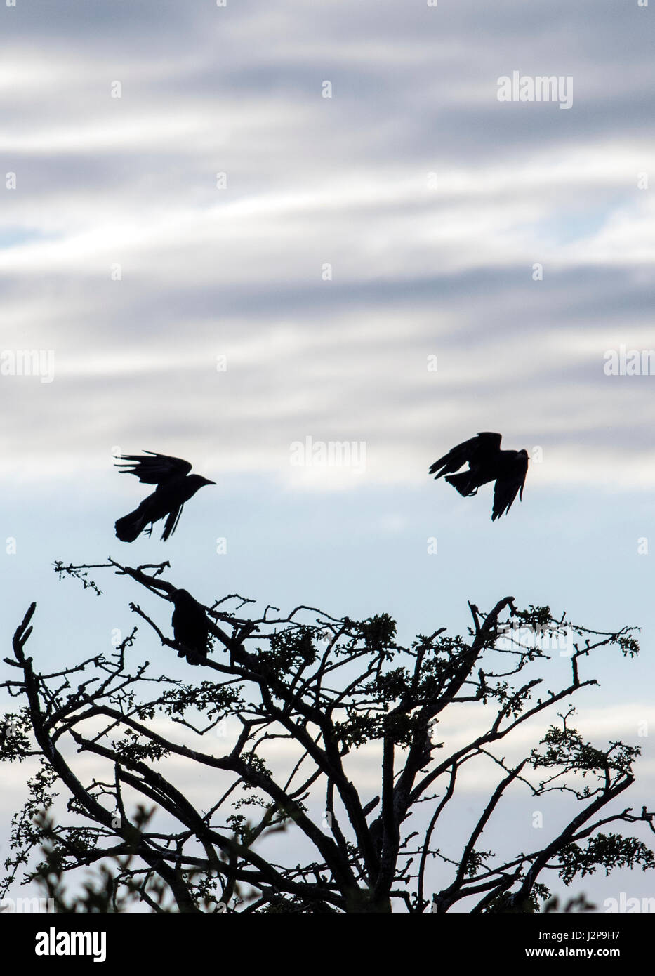 Crows and tree hi-res stock photography and images - Alamy