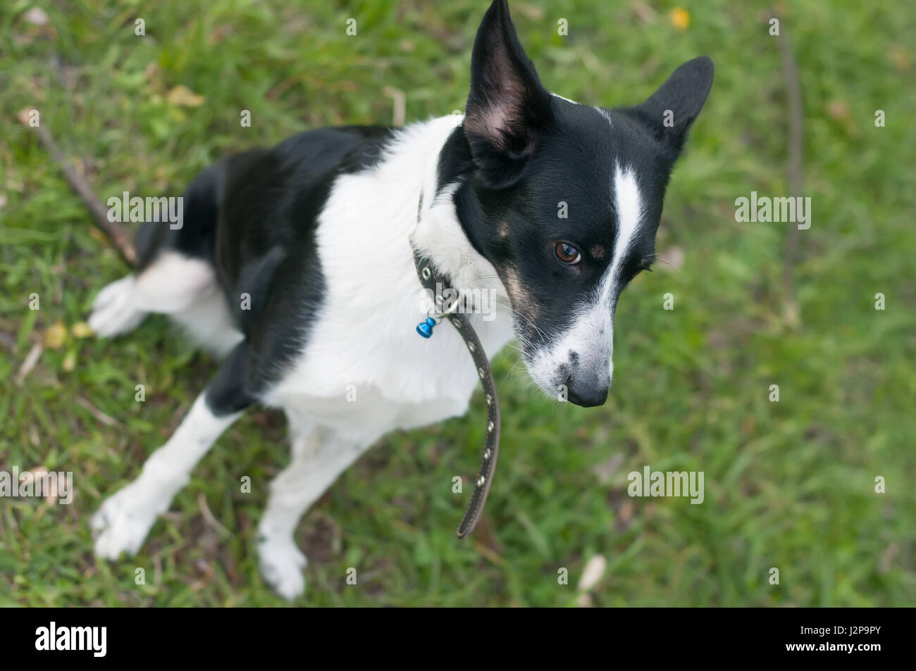 Dog is sitting in green grass side angle view Stock Photo - Alamy