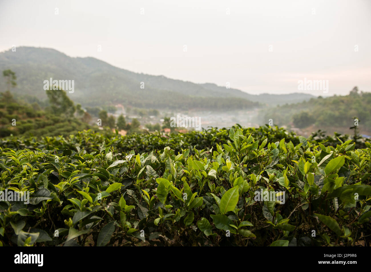 Field of tea plant with mountain background Stock Photo - Alamy