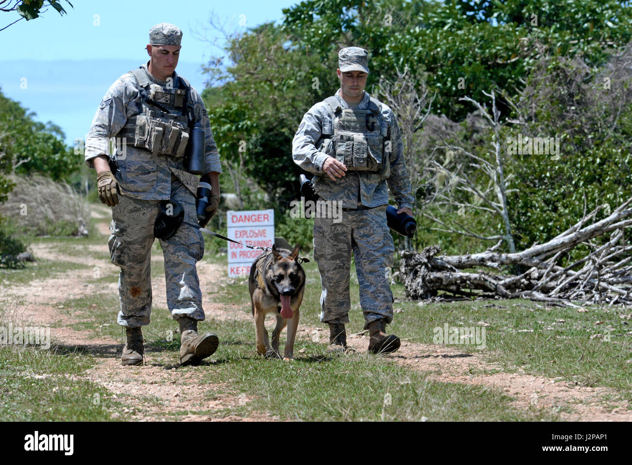 Military working dogs and handlers from Pacific Air Forces conduct ...