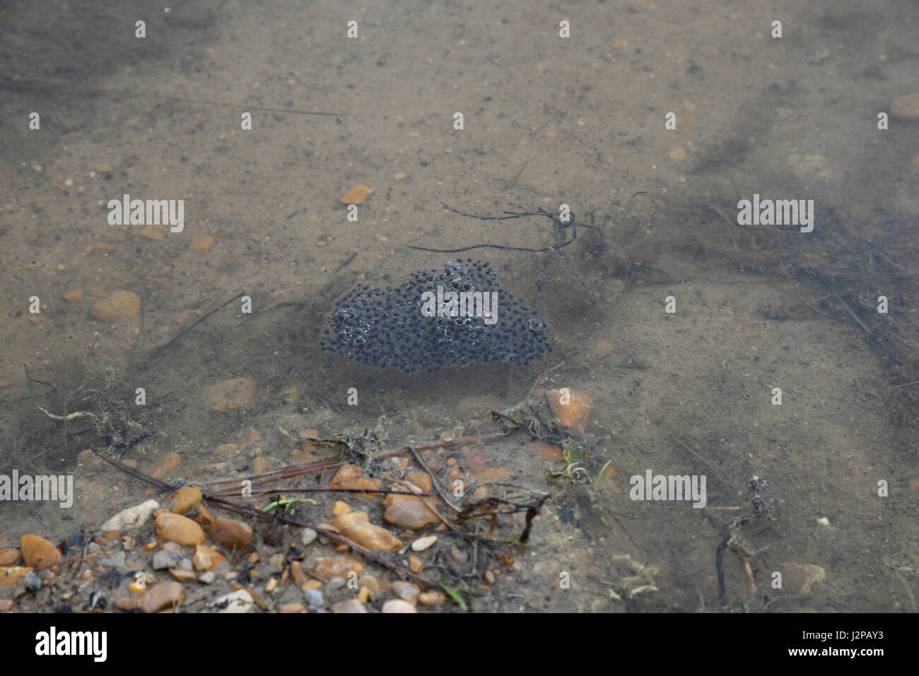 Frog eggs float along the shore of Sac Lake March 29, 2017, Columbus ...