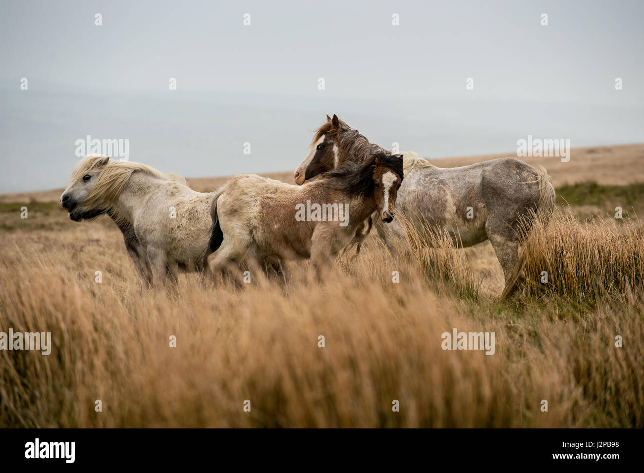 Preseli mountains hi-res stock photography and images - Alamy