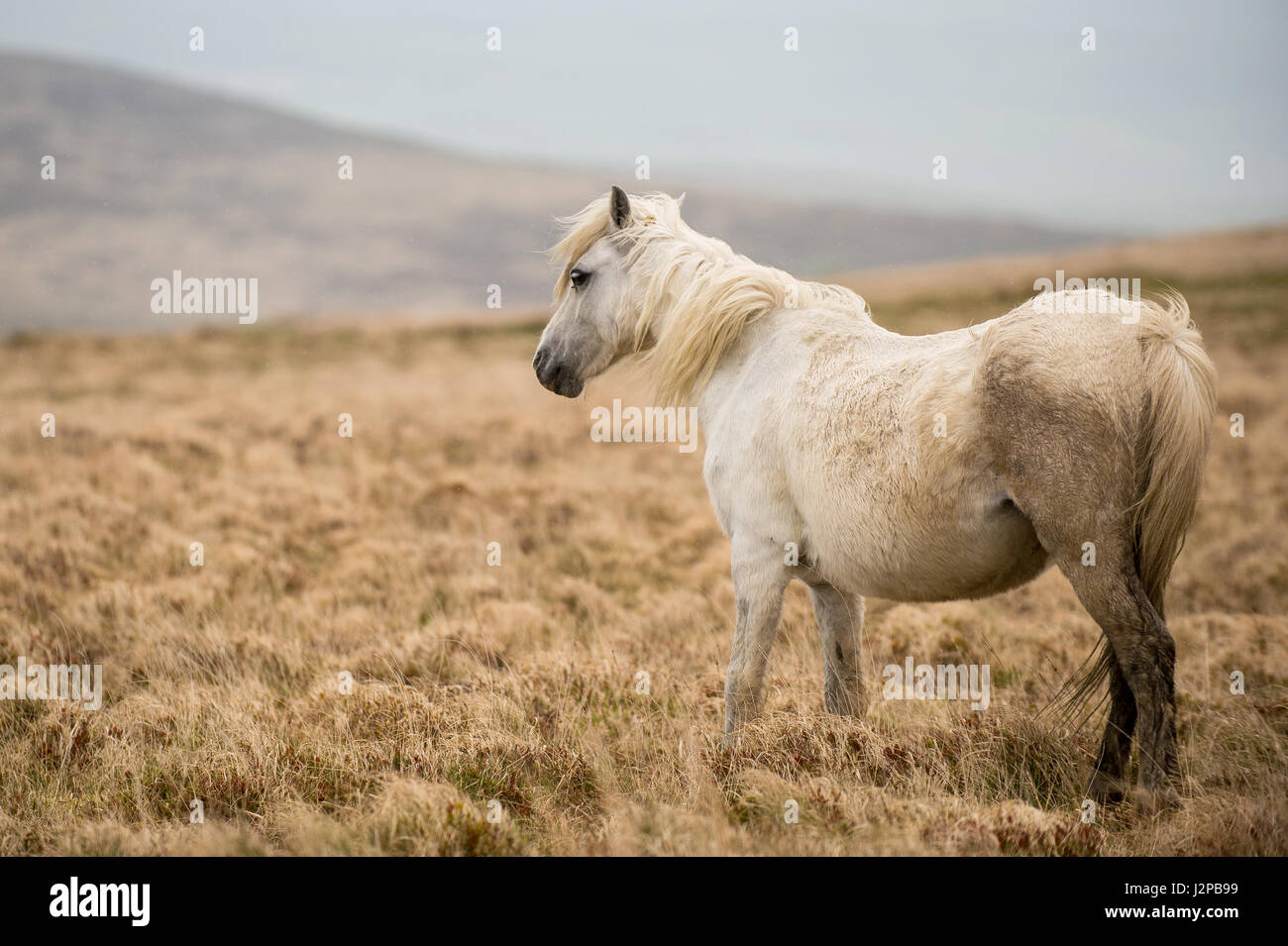 Sunday 30 April 2017 Pictured: A Wild Horse on the Preseli Mountains ...